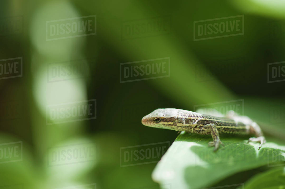 Lizard on leaf - Royalty-free Stock Photo | Dissolve