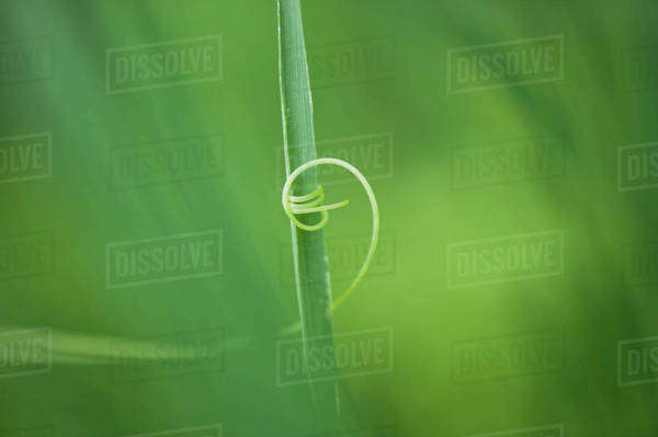 Tendril coiling around blade of grass - Stock Photo - Dissolve