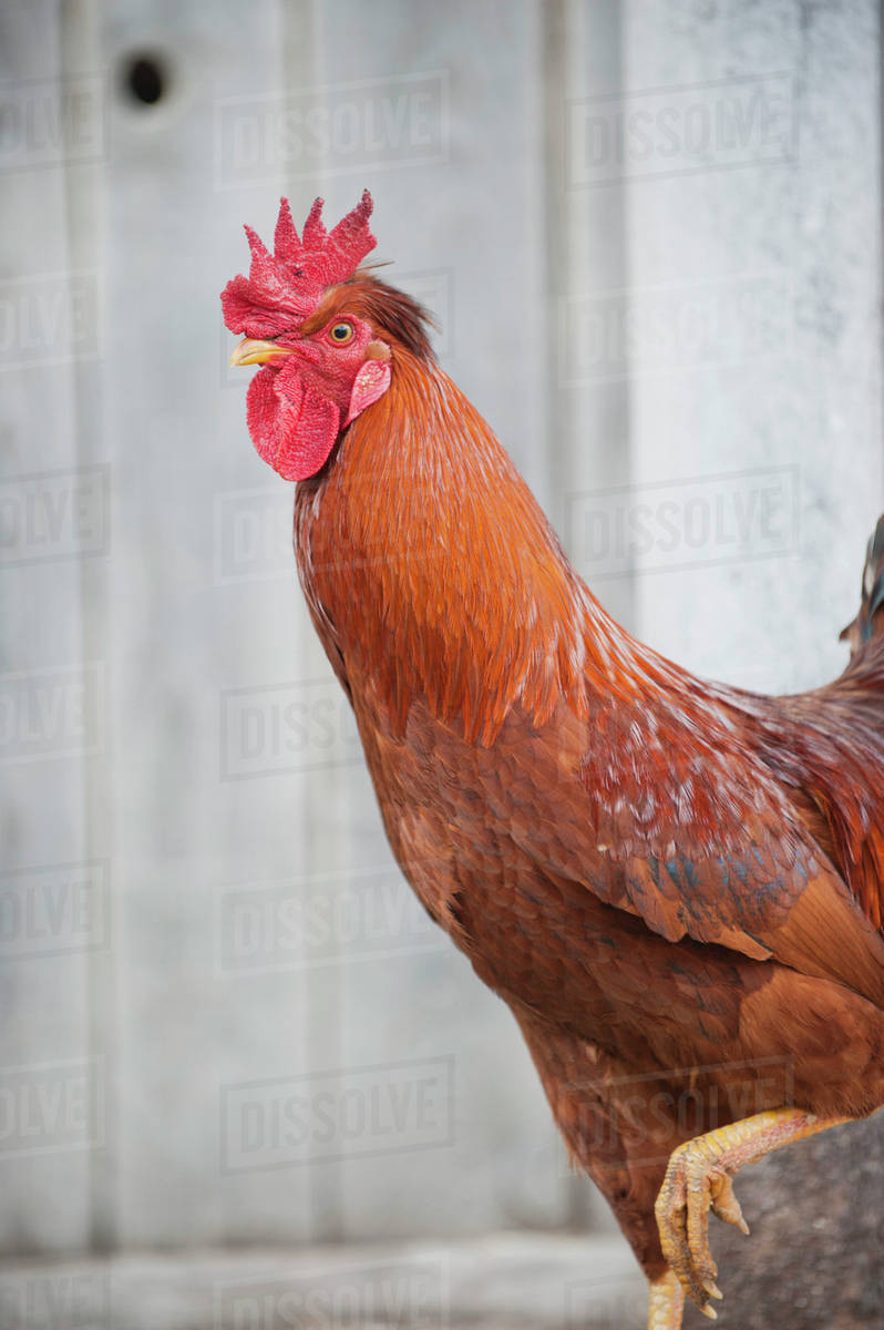 Rooster standing on one leg - Royalty-free Stock Photo | Dissolve