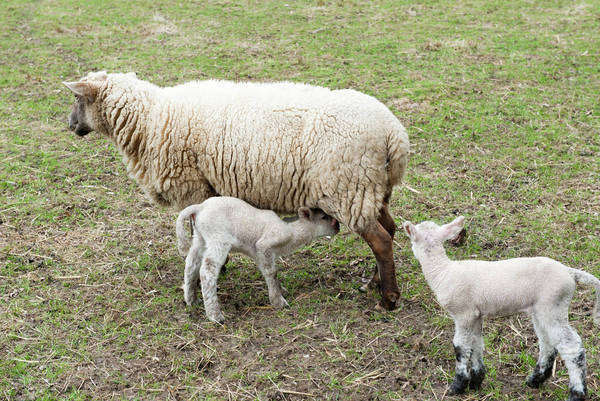Sheep nursing its lambs - Royalty-free Stock Photo | Dissolve