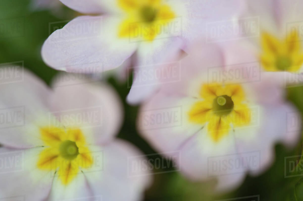 Primrose flowers, close-up - Stock Photo - Dissolve