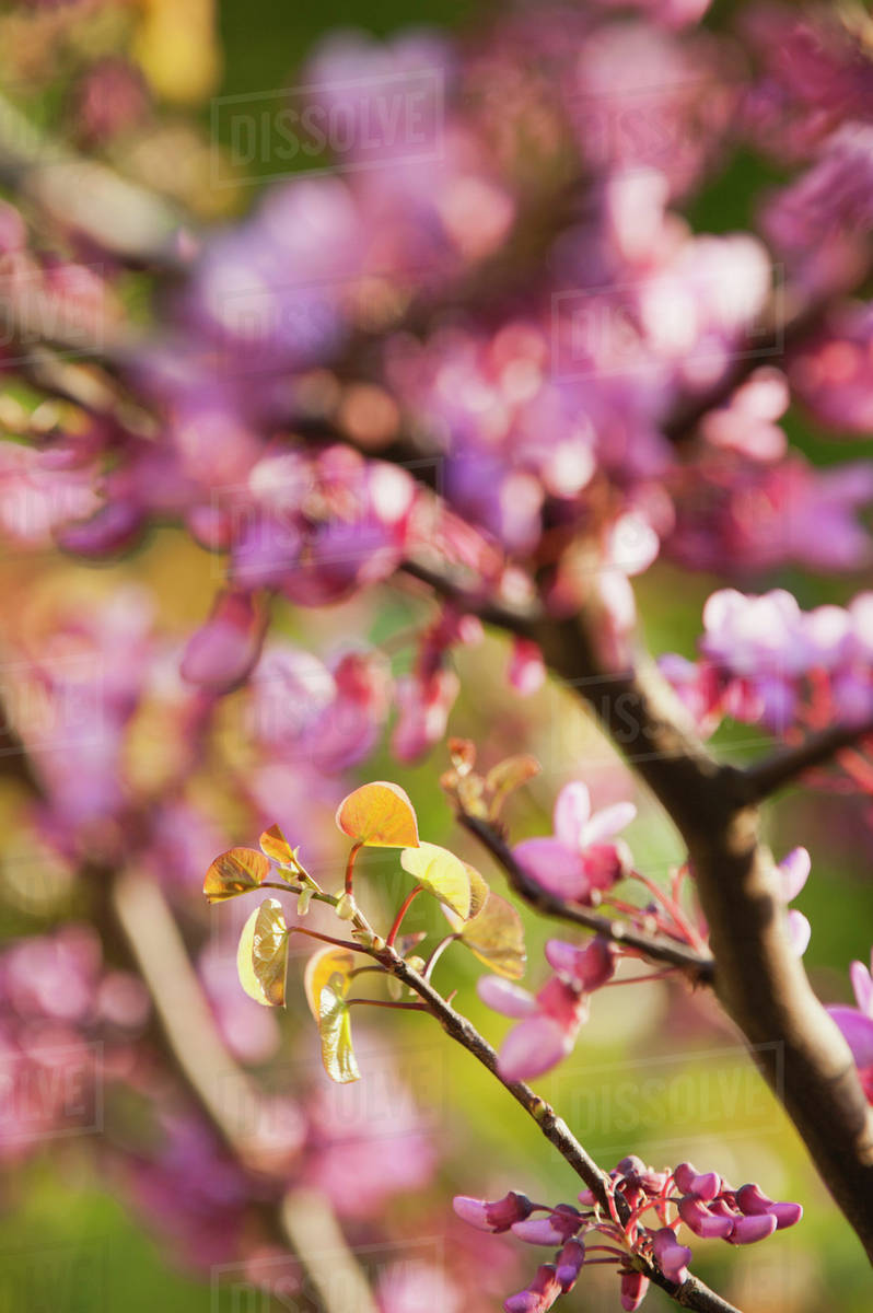 Redbud tree branches in full bloom - Stock Photo - Dissolve