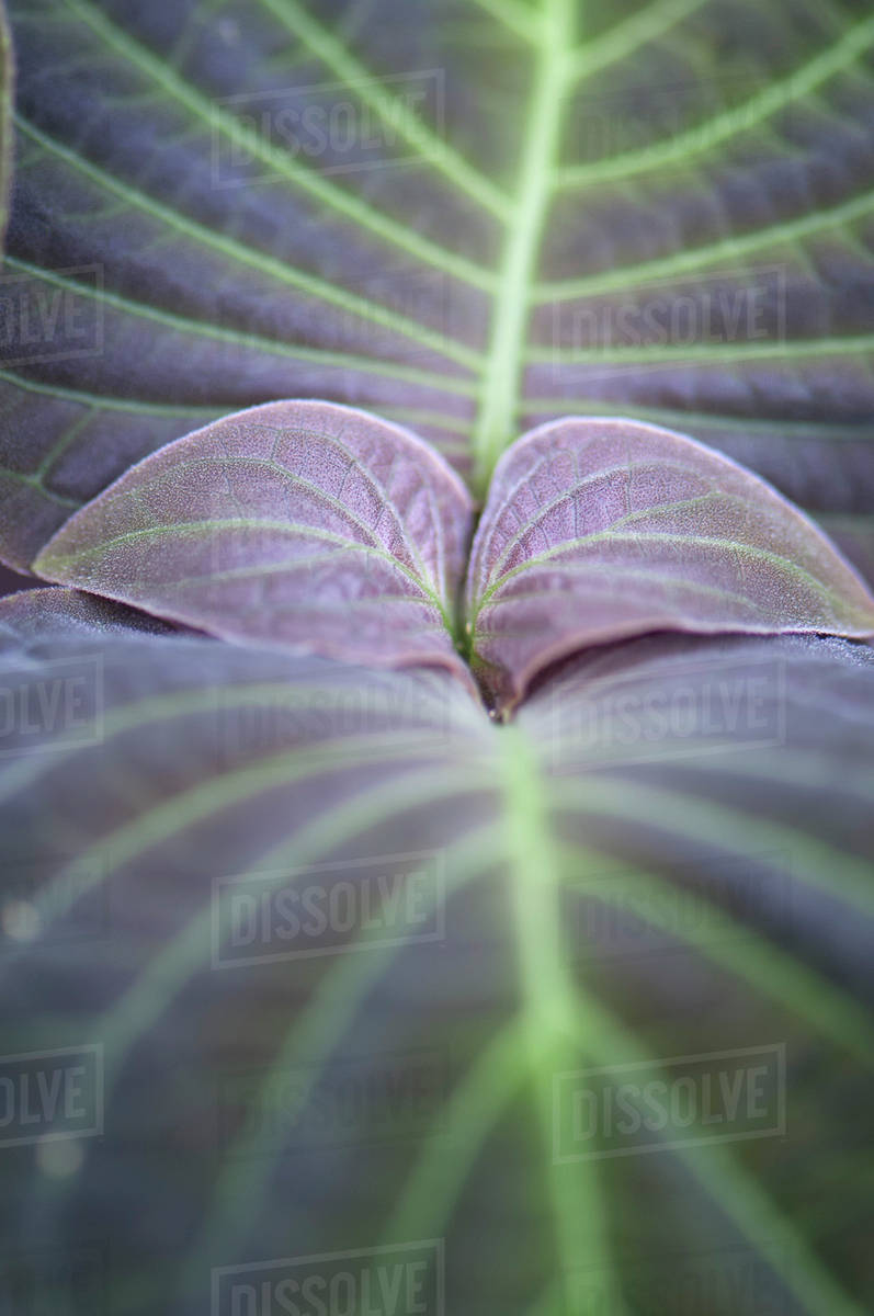Plant leaves, close-up - Stock Photo - Dissolve