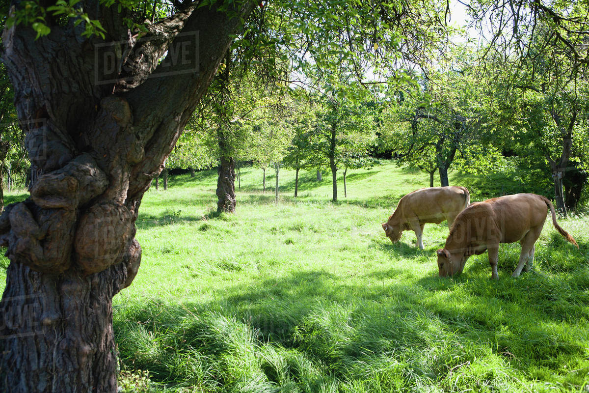 Cows grazing in field - Stock Photo - Dissolve