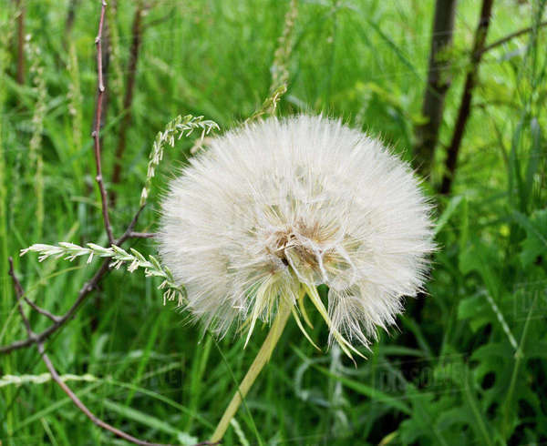 Beautiful fluffy blooming flower dandelion on colored background close ...
