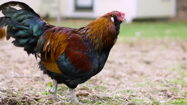 Close-up shot of chickens in a fowl-run - HD Royalty-free Stock Video ...
