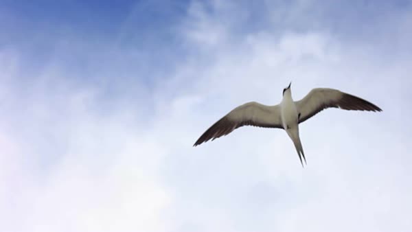 Birds flying very close to camera. Bird flying close to camera. Bird ...