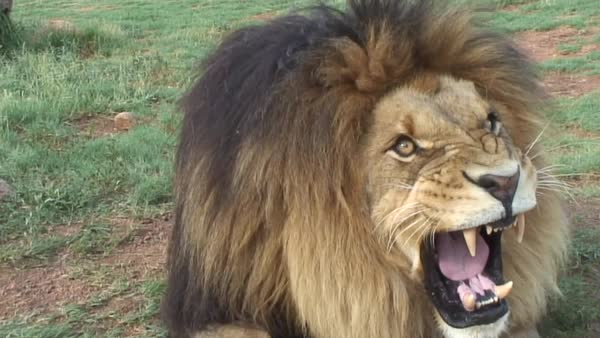 Close-up - African male lion showing aggression - HD Royalty-free Stock ...