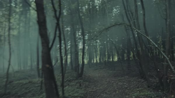 POV running through a misty dark forest - Stock Video Footage - Dissolve