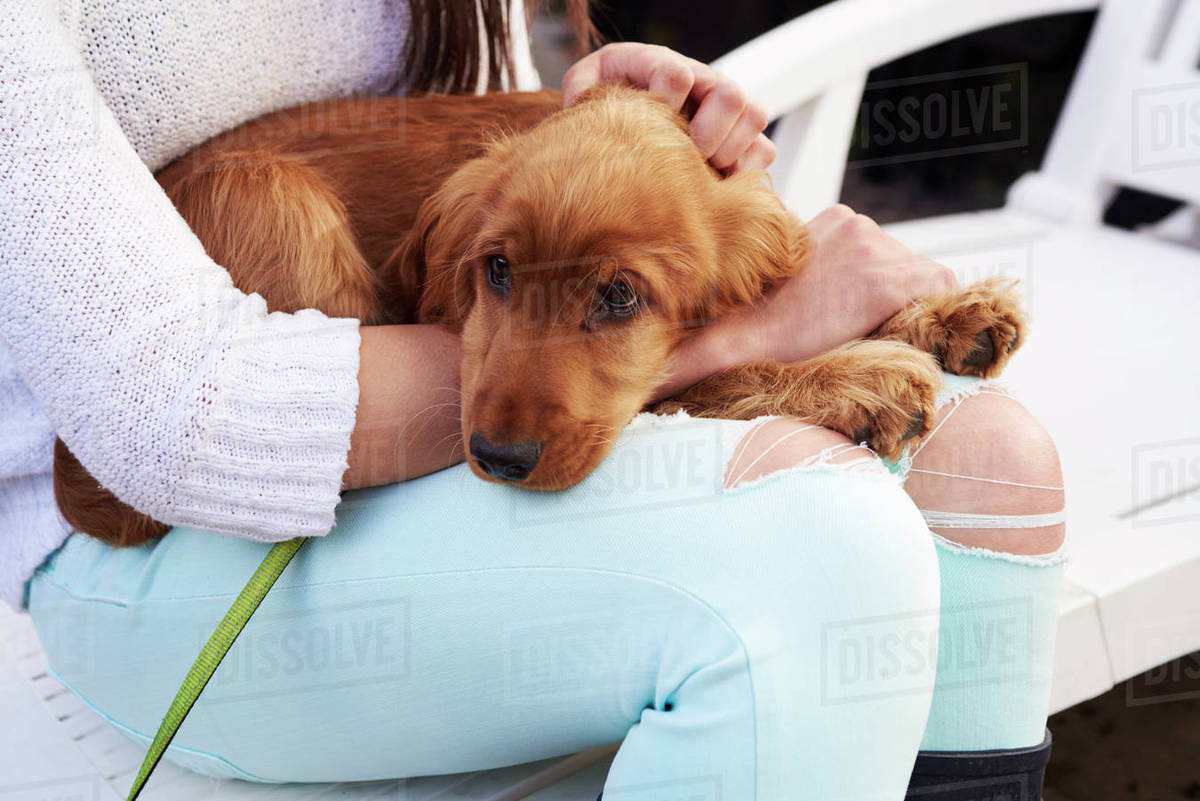 Close up of cocker spaniel owner cuddling dog after walk - Stock Photo ...