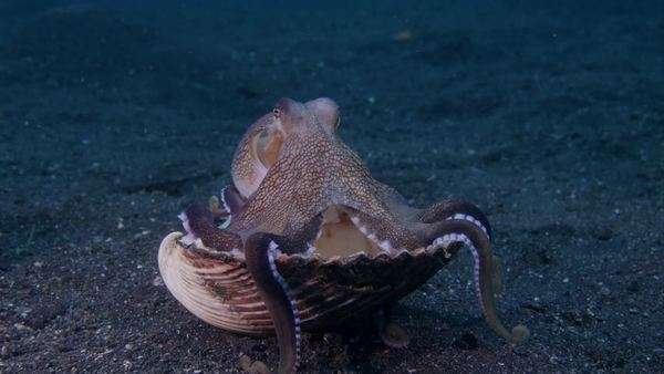 Underwater shot of a coconut octopus walking out of a clam shell - HD ...