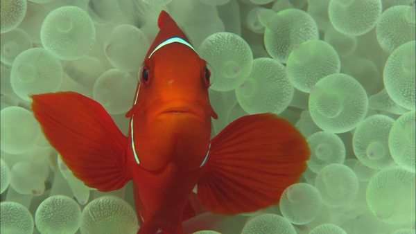 Hand-held shot of an orange clown nemo fish in greenish bubbled - HD ...