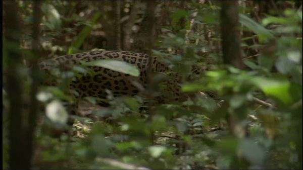 Hand-held shot of a jaguar prowling through jungle - HD Rights-managed ...