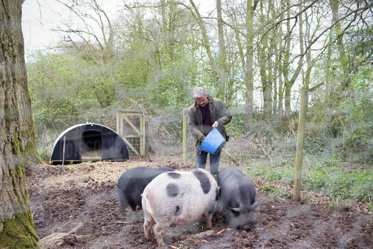 Man feeding pigs on small organic farm - Royalty-free Stock Photo ...