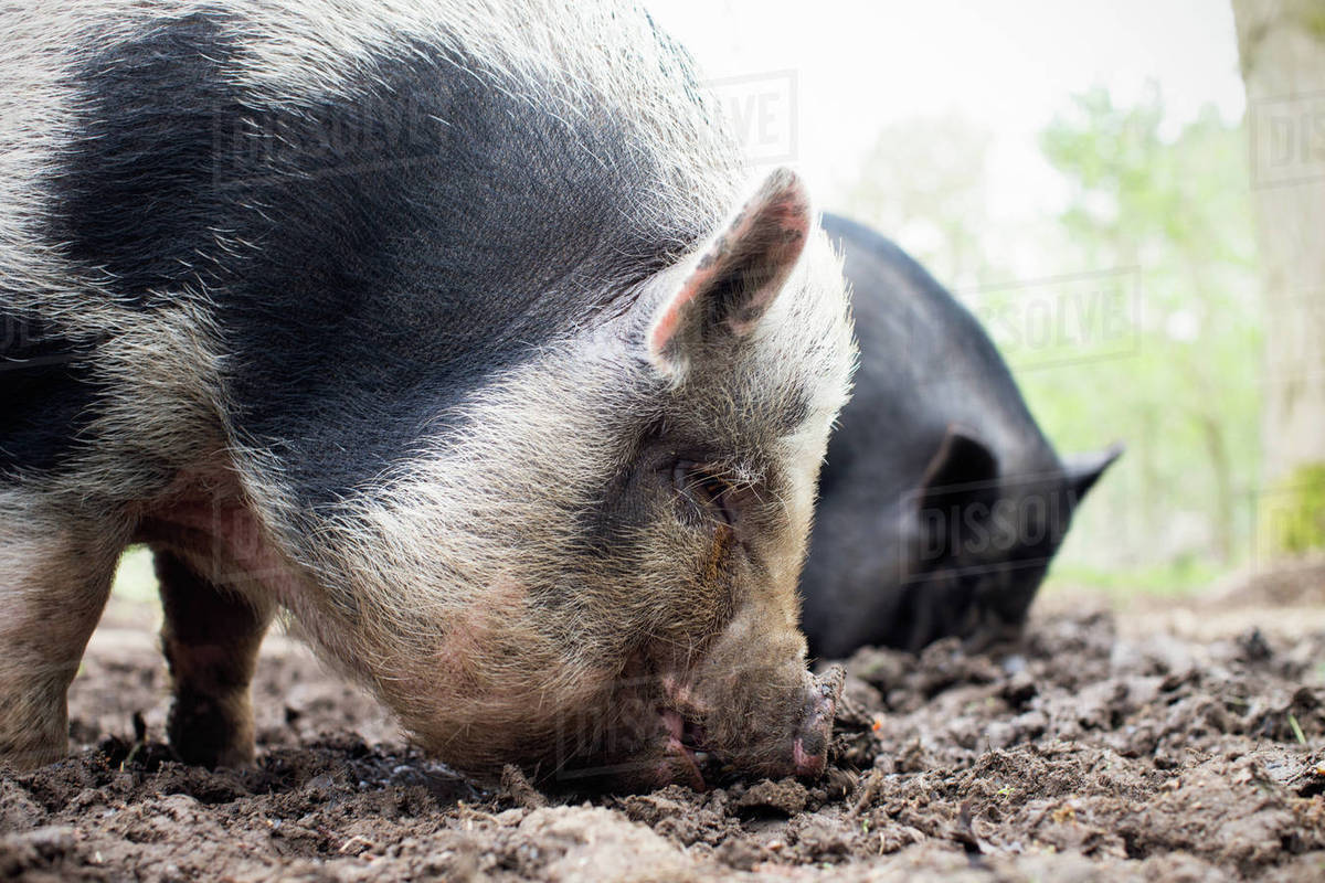 Man feeding pigs on small organic farm - Royalty-free Stock Photo ...