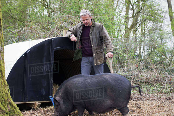 Man feeding pigs on small organic farm - Royalty-free Stock Photo ...