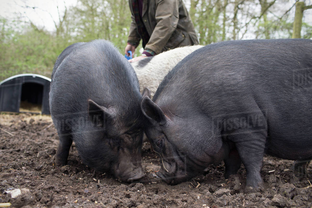 Man feeding pigs on small organic farm - Royalty-free Stock Photo ...