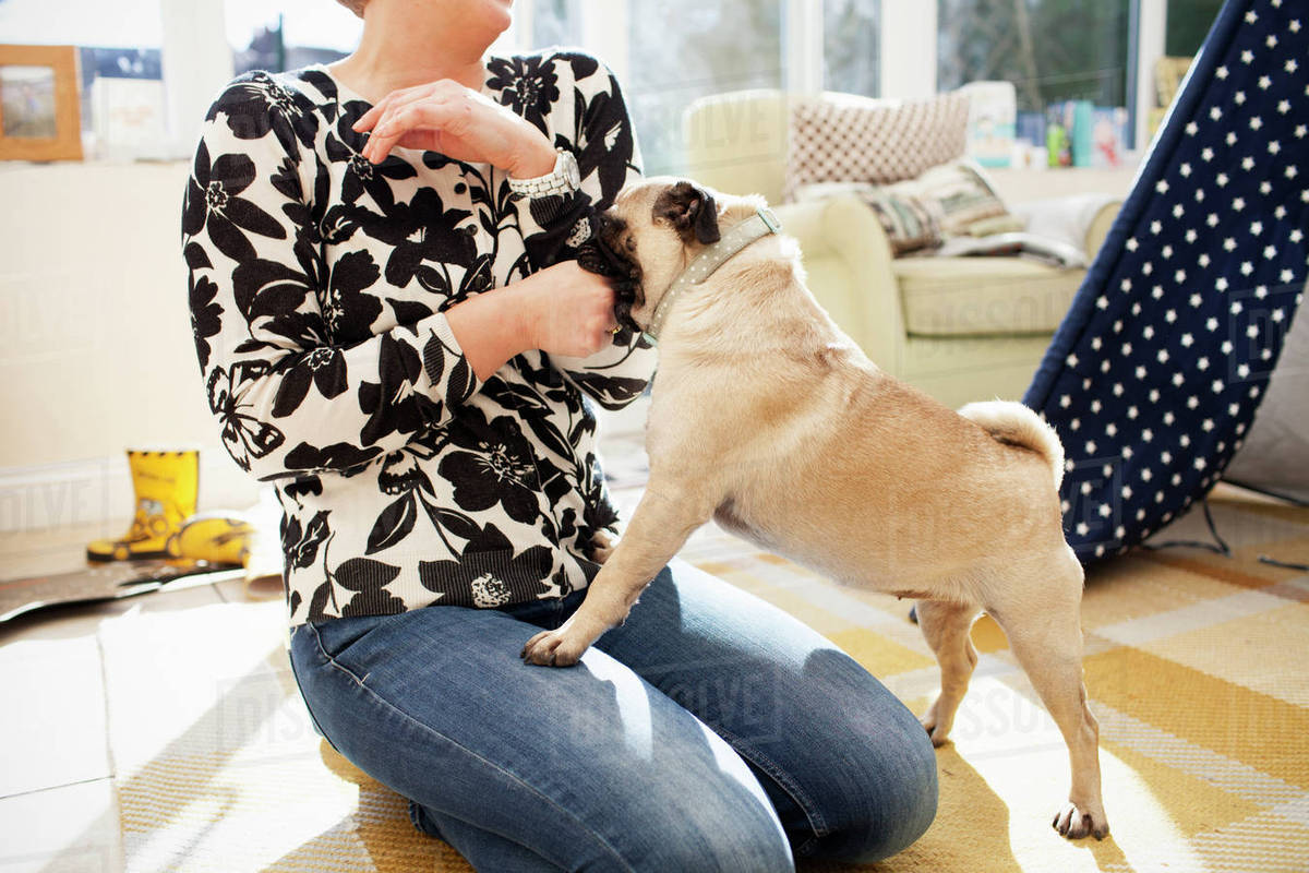 Pet pug dog playing indoors - Royalty-free Stock Photo | Dissolve