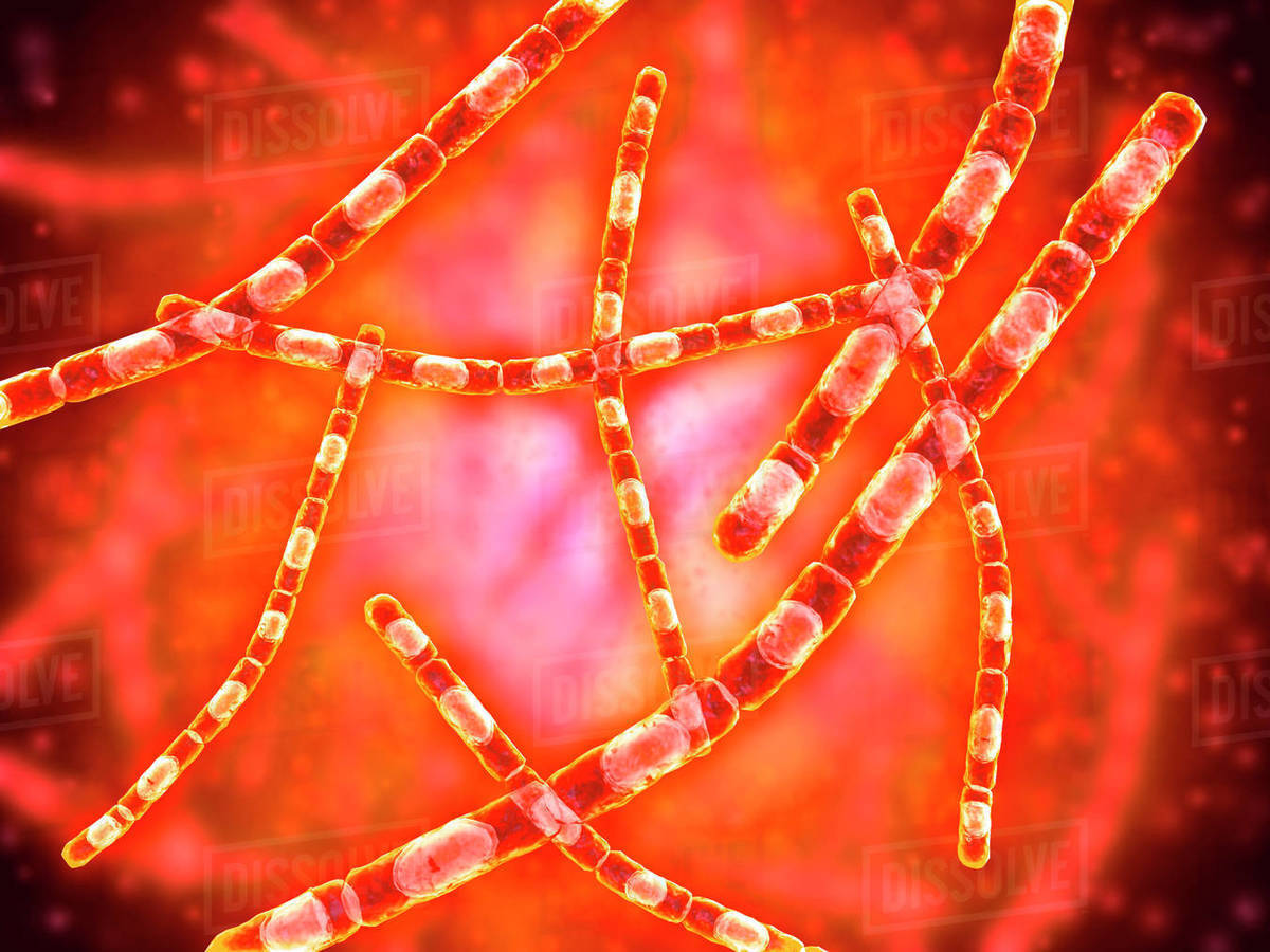 Microscopic view of Anthrax. - Stock Photo - Dissolve