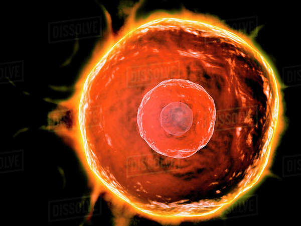 Microscopic view of human B-cells. - Royalty-free Stock Photo | Dissolve