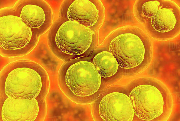 Microscopic view of chlamydia. - Royalty-free Stock Photo | Dissolve