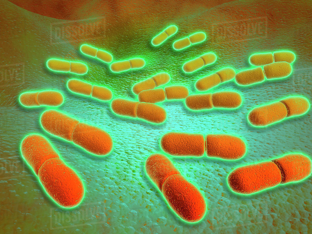 Microscopic view of Listeria monocytogenes. - Stock Photo - Dissolve