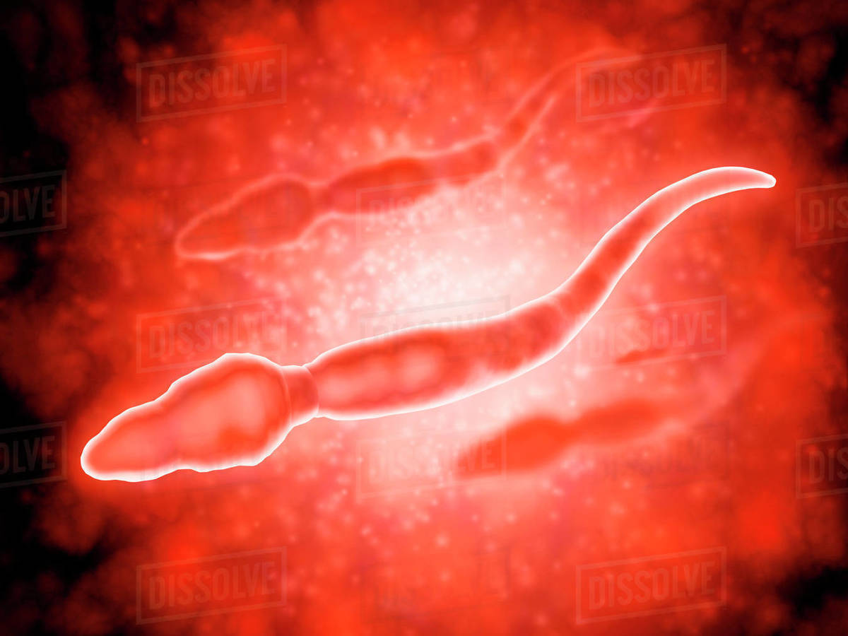 Microscopic view of male sperm cells. - Stock Photo - Dissolve