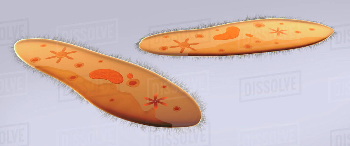 Microscopic view of paramecium. - Royalty-free Stock Photo | Dissolve