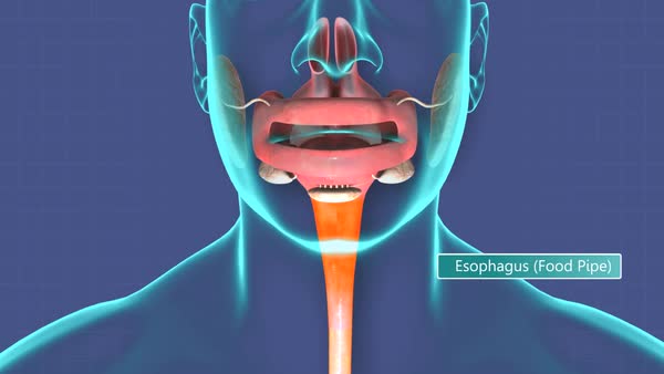 Human digestive system with annotated organs. - Stock Video Footage ...