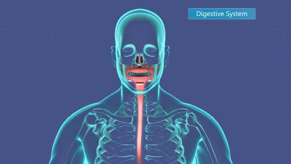 Human digestive system within a translucent human body. - Stock Video ...