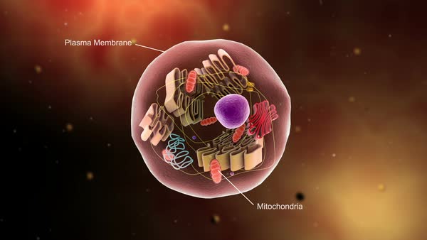 Microscopic visualization of an animal cell. - Stock Video Footage ...