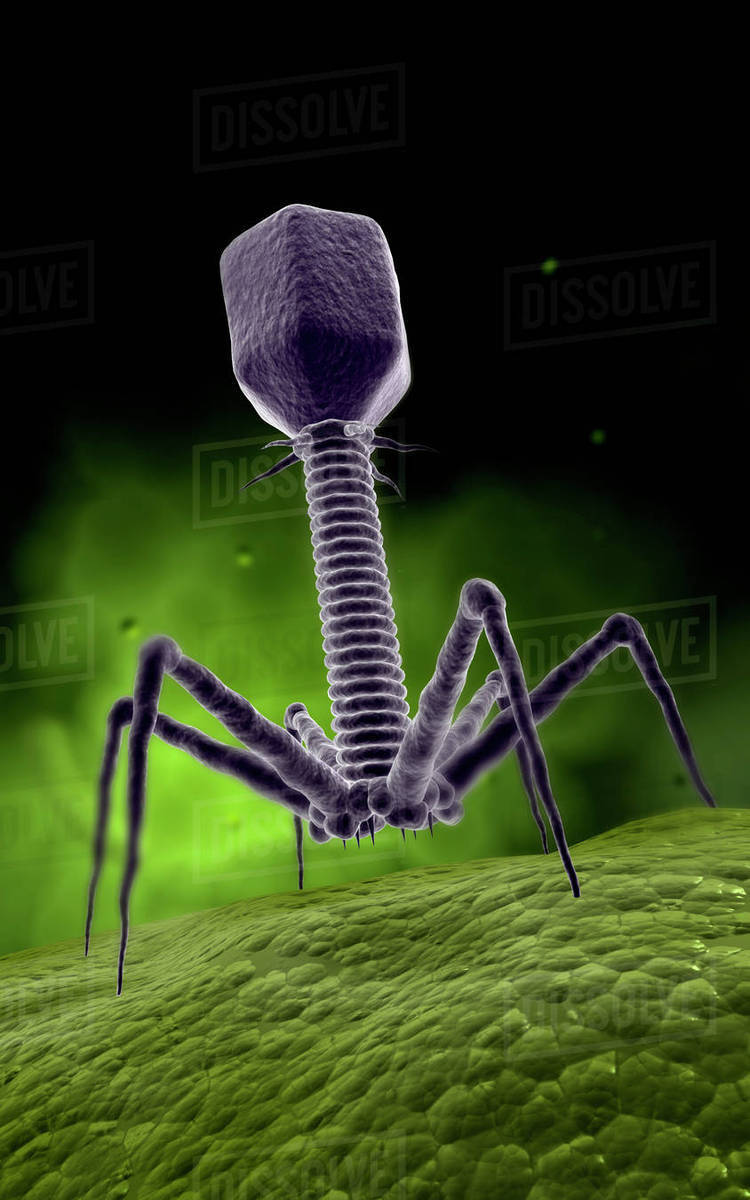 Microscopic view of bacteriophage. - Royalty-free Stock Photo | Dissolve