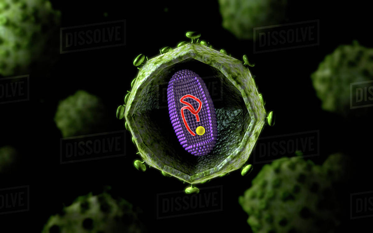 Microscopic view of HIV virus, cross section. - Royalty-free Stock ...