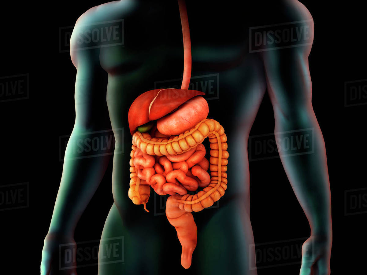 Human body and digestive system, perspective view. - Royalty-free Stock ...