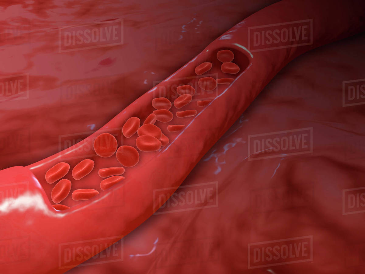 Artery cross section with red blood cell flow. - Royalty-free Stock ...