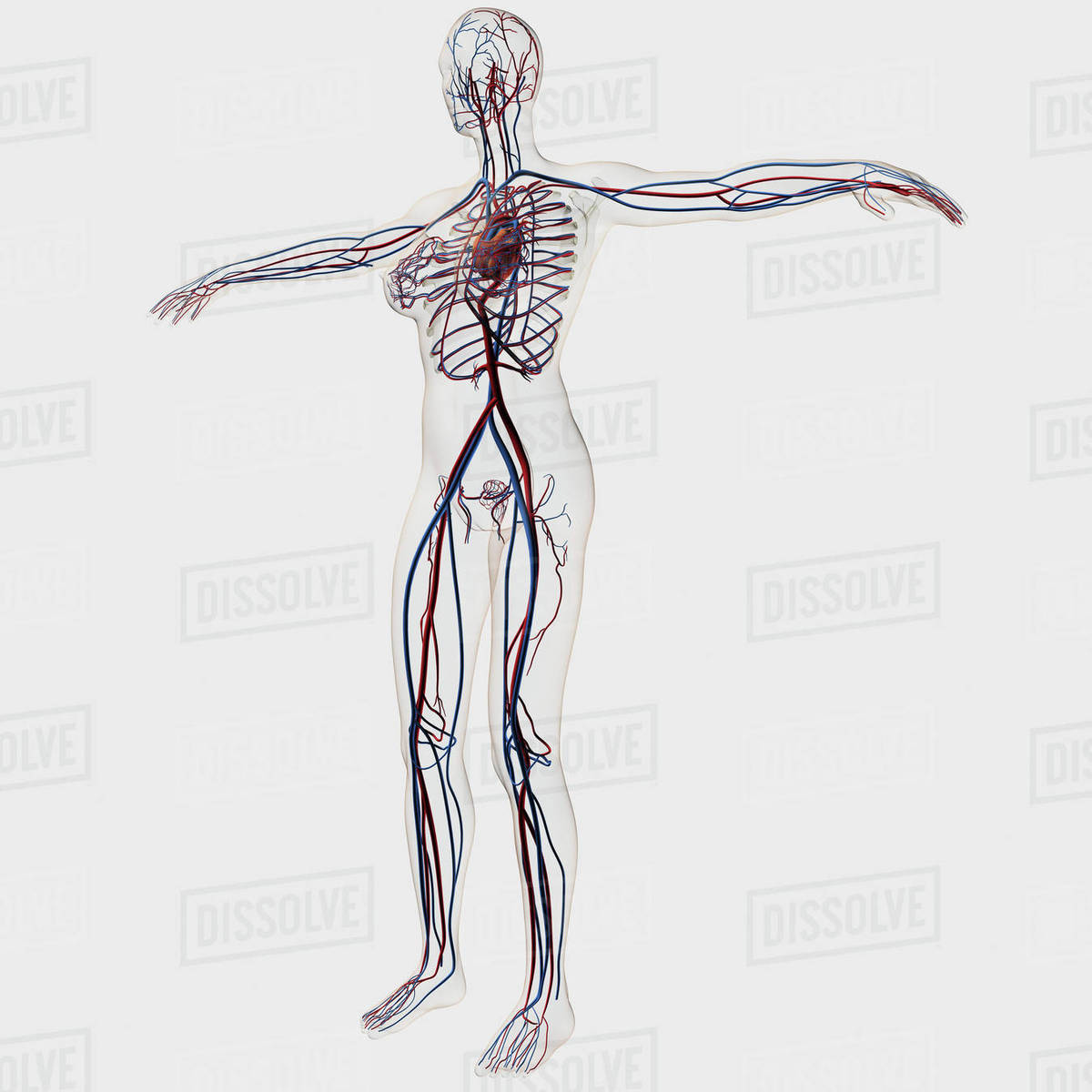 Medical illustration of female circulatory system. - Stock Photo - Dissolve