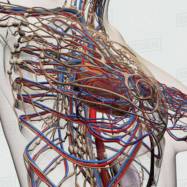Medical illustration of female breast arteries, veins and lymphatic ...