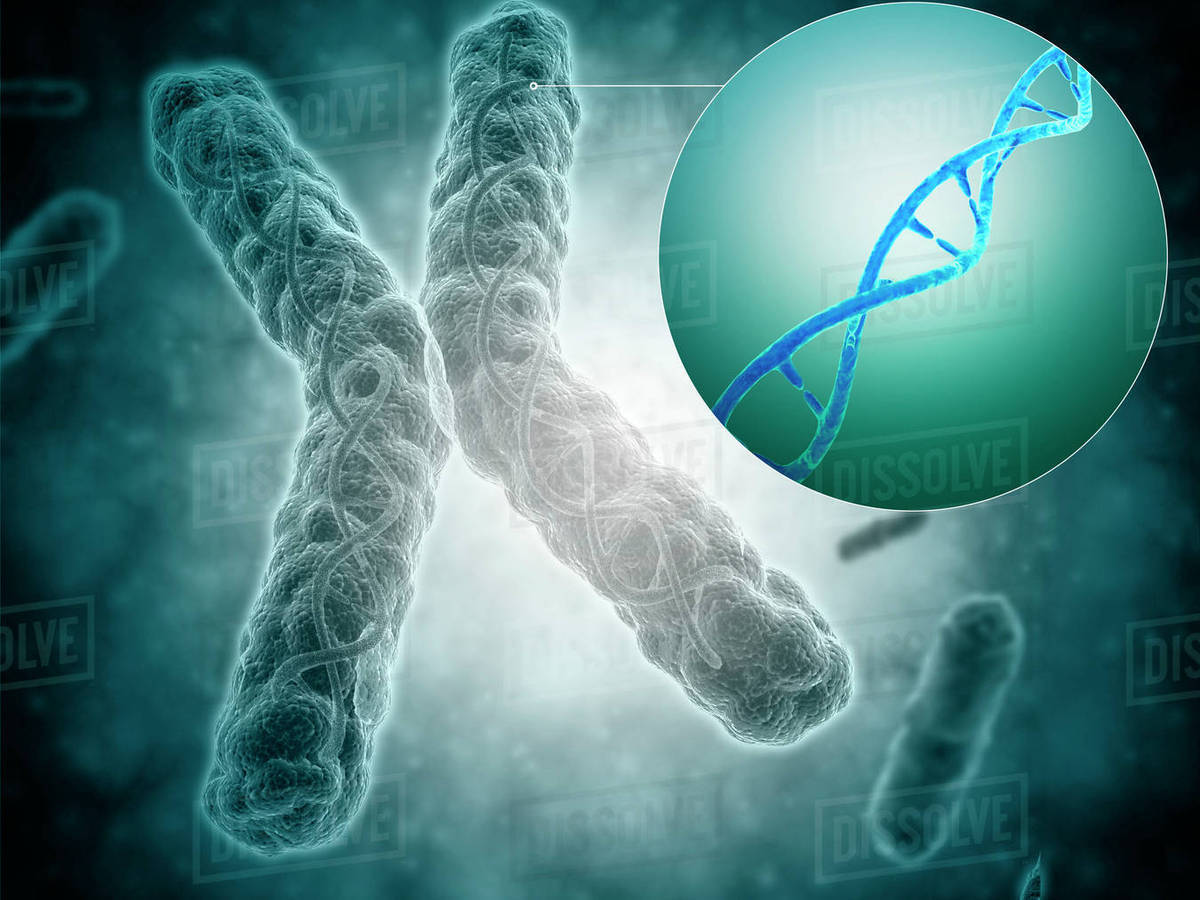 Conceptual image of a telomere showing DNA structure. - Royalty-free ...