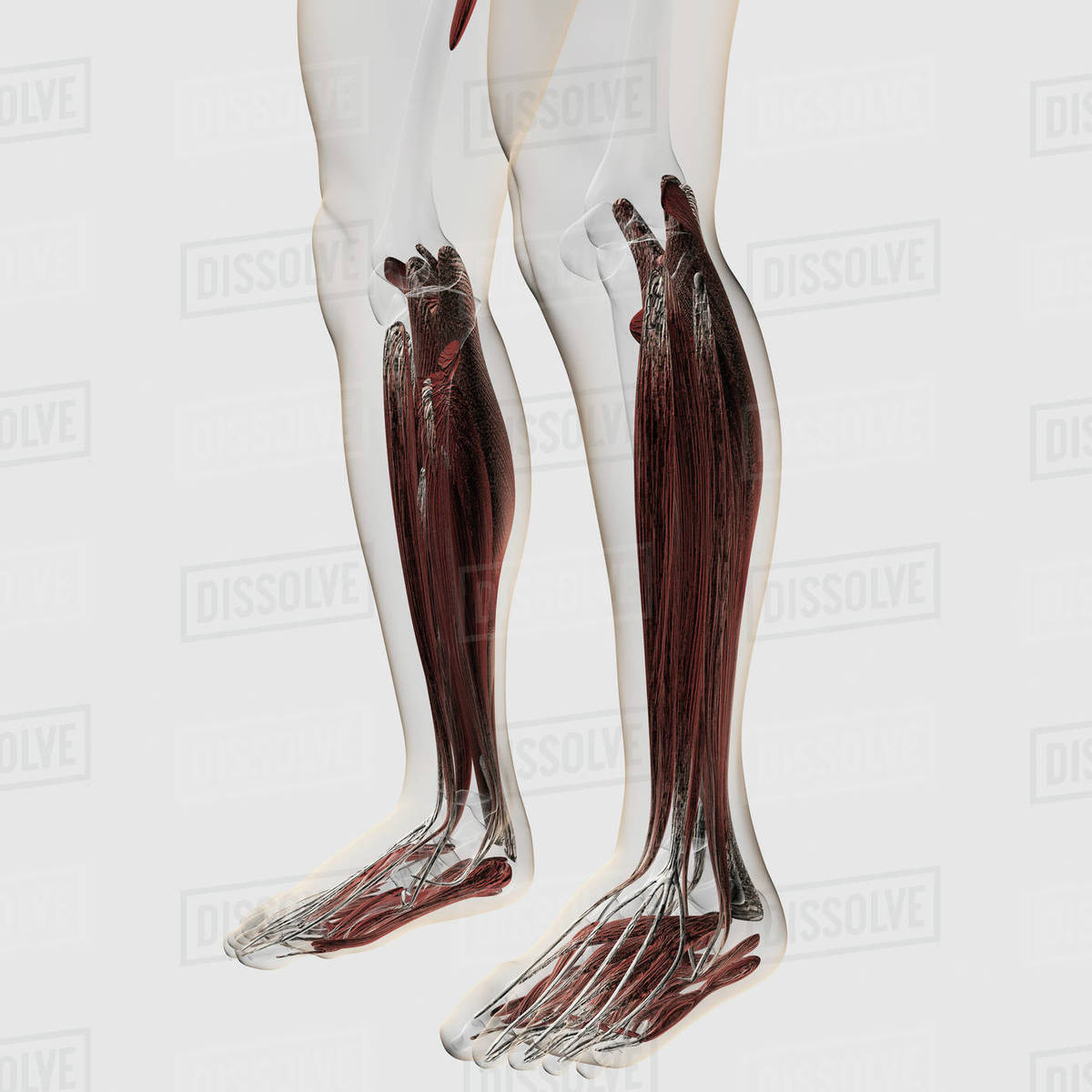 Male muscle anatomy of the human legs, anterior view. - Royalty-free ...