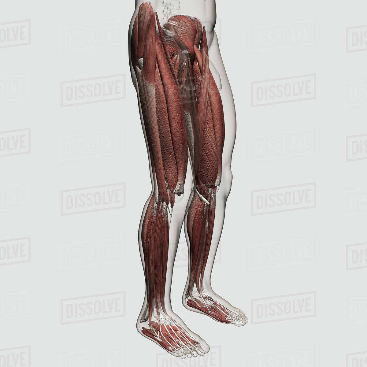 Male muscle anatomy of the human legs, anterior view. - Royalty-free ...
