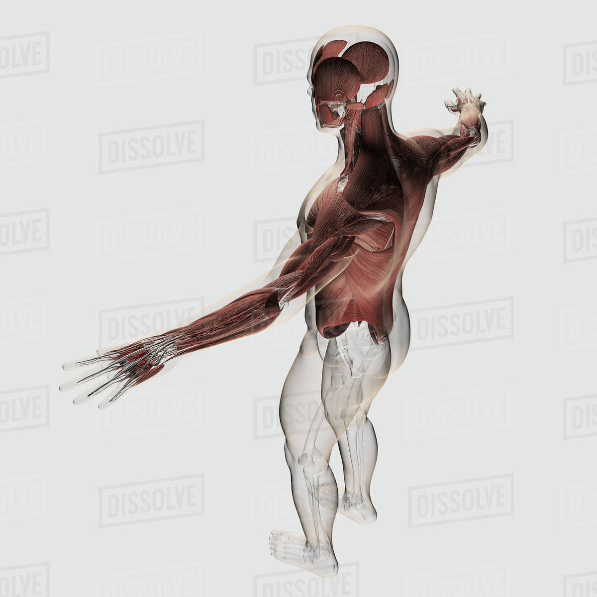 Anatomy of male muscles in upper body, posterior view. - Stock Photo ...