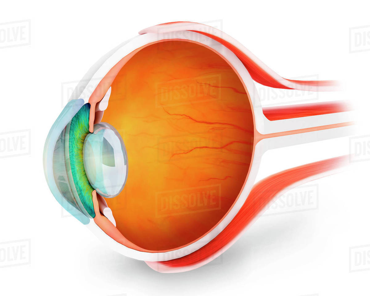 Anatomy of human eye, perspective. - Royalty-free Stock Photo | Dissolve