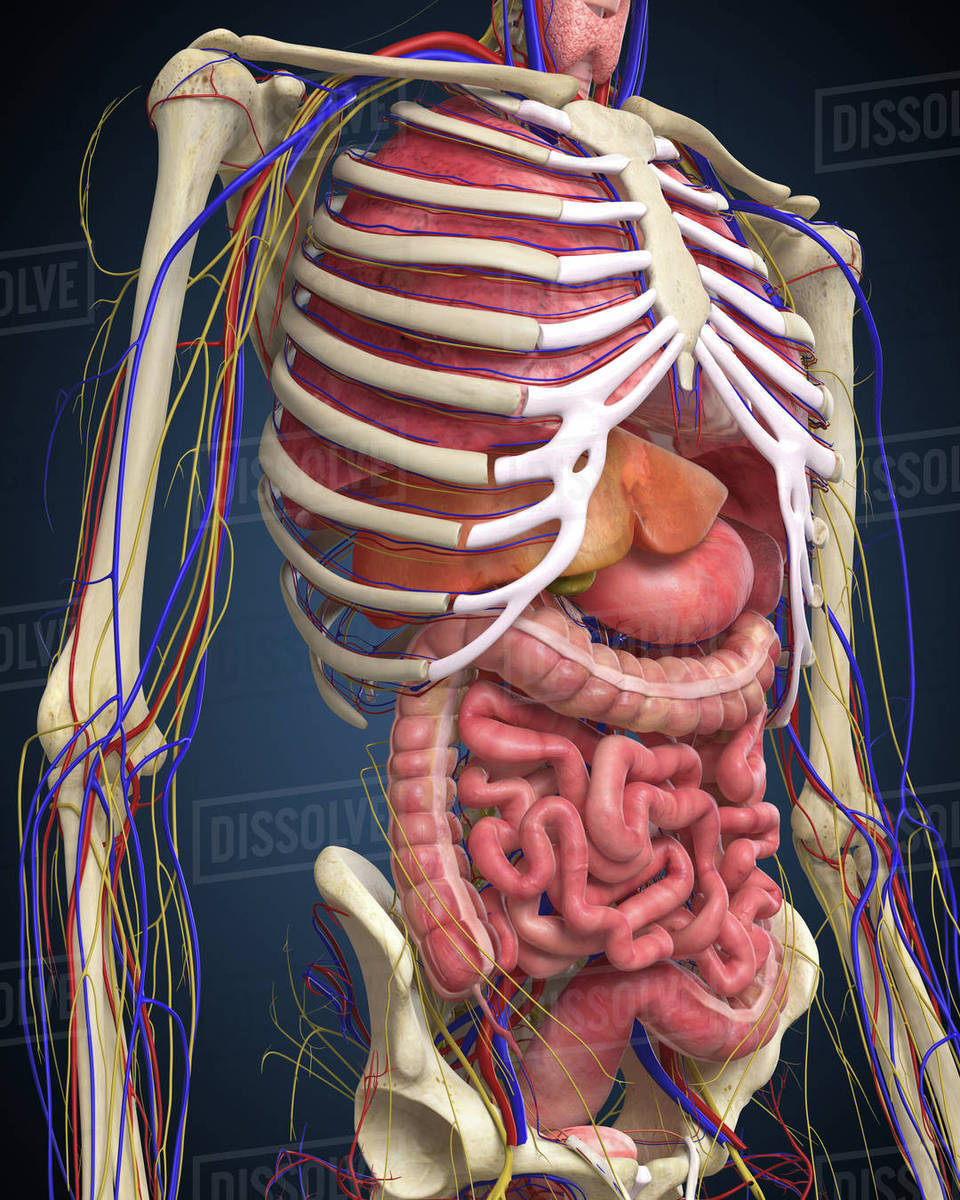 Human midsection with internal organs. - Stock Photo - Dissolve