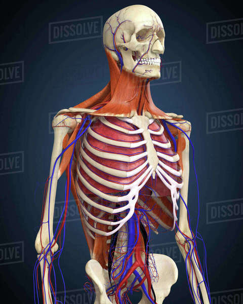 Human upper body showing bones, lungs and circulatory system. - Stock ...