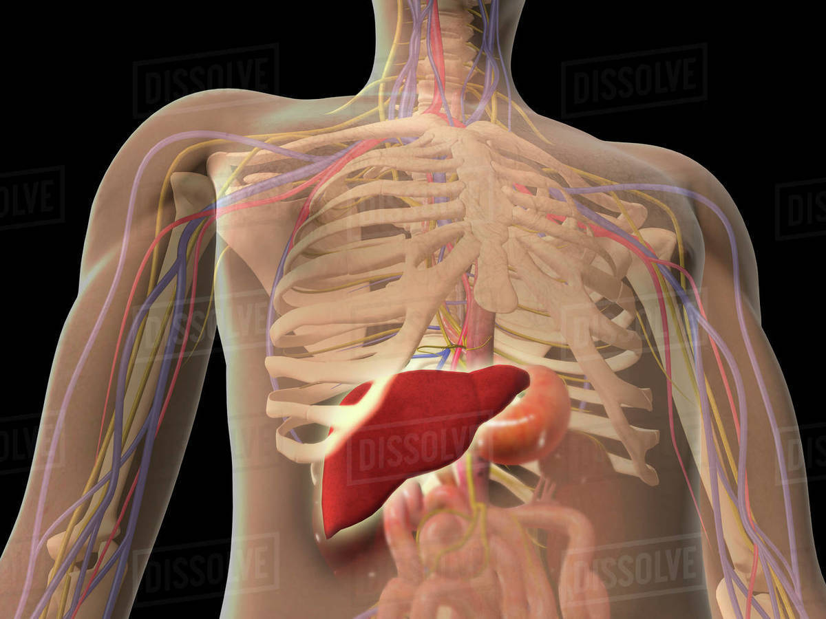 Transparent view of human torso showing liver. - Royalty-free Stock ...