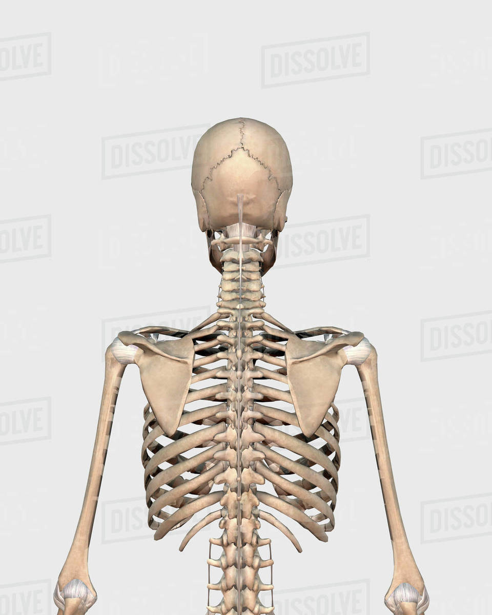Rear view of human skeletal system showing upper back. - Royalty-free ...