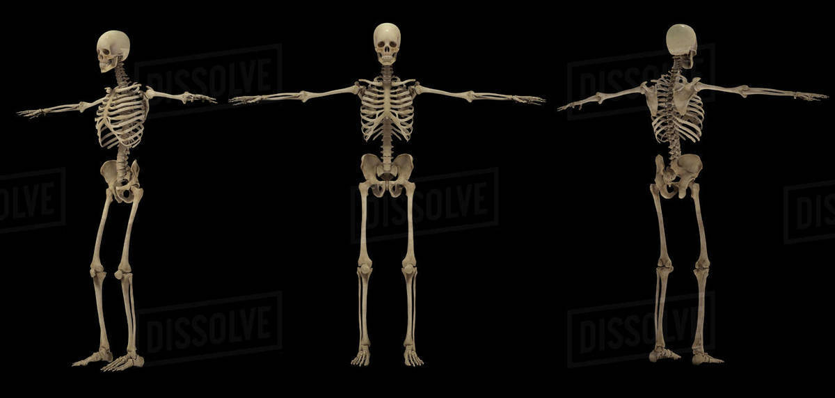 3D rendering of human skeletal system at different angles. - Royalty ...
