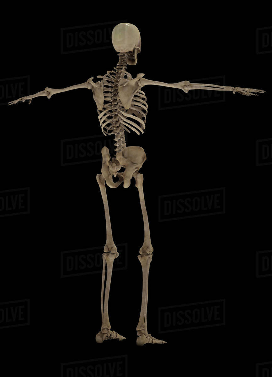 3D rendering of human skeletal system, rear view. - Royalty-free Stock ...