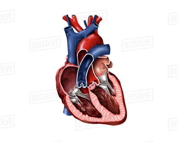 Cross section of human heart. - Stock Photo - Dissolve