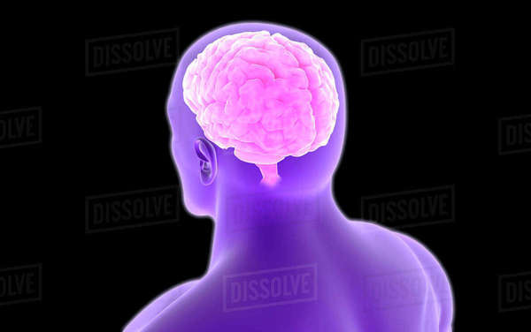 Conceptual image of human brain. - Royalty-free Stock Photo | Dissolve